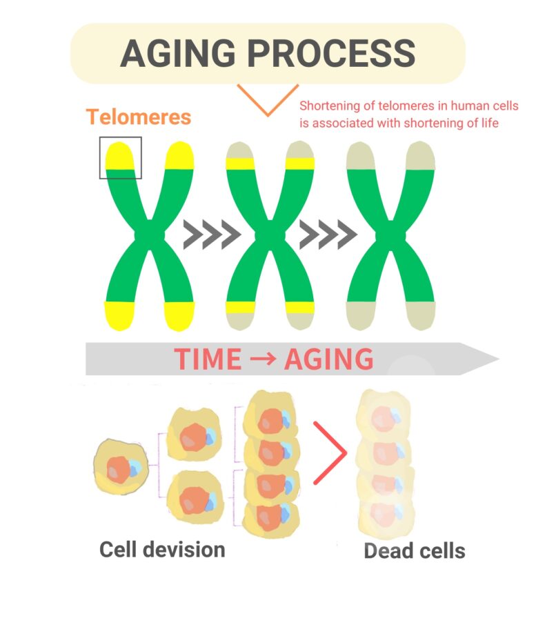 Antiaging (Rejuvenation and Longevity) | Saisei Immunotherapy Clinics