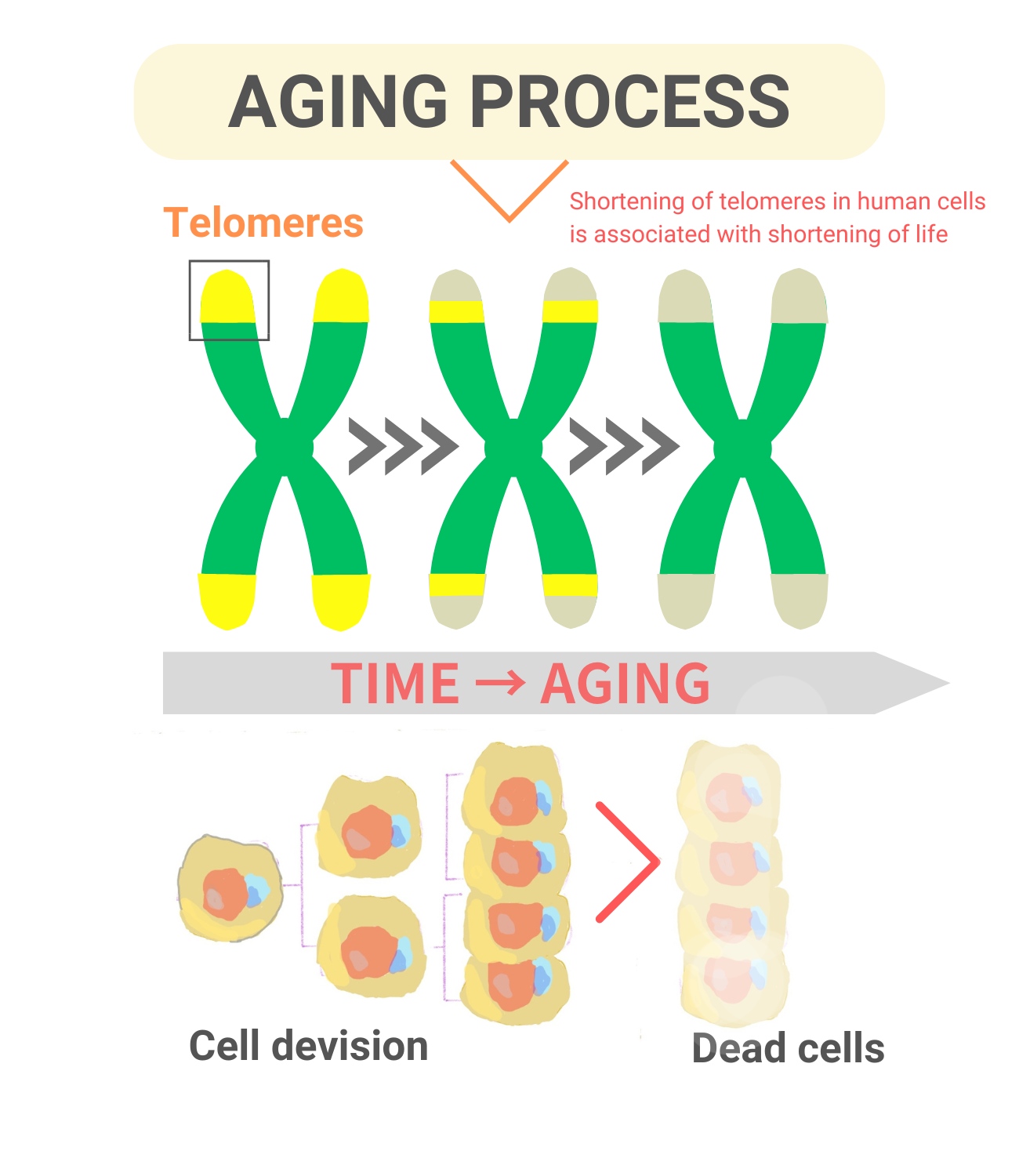 Antiaging (Rejuvenation and Longevity) | Saisei Immunotherapy Clinics