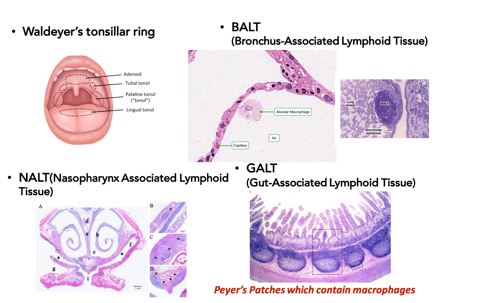 Infectious diseases | Saisei Immunotherapy Clinics