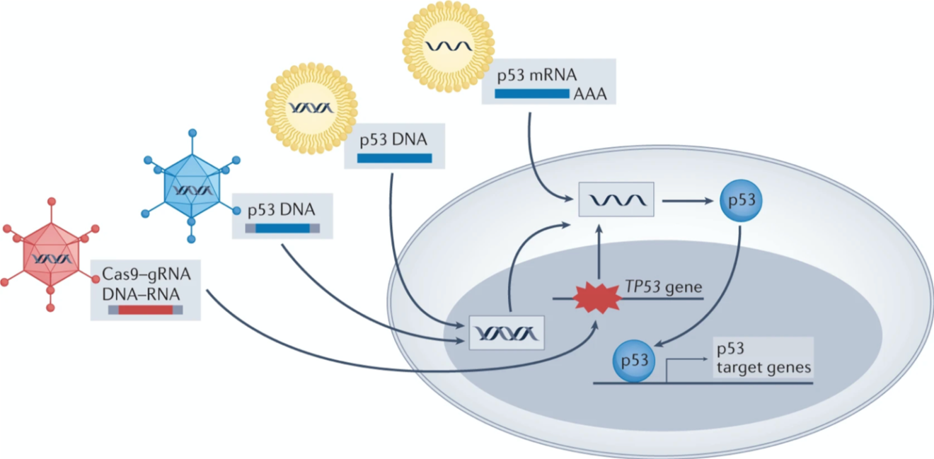 Gene therapy – PTEN/P53 | Saisei Immunotherapy Clinics