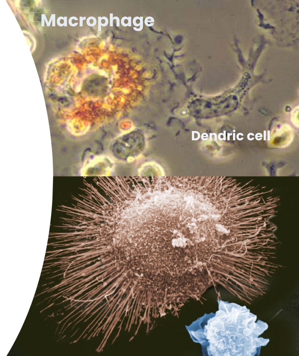 About MAF | Saisei Immunotherapy Clinics